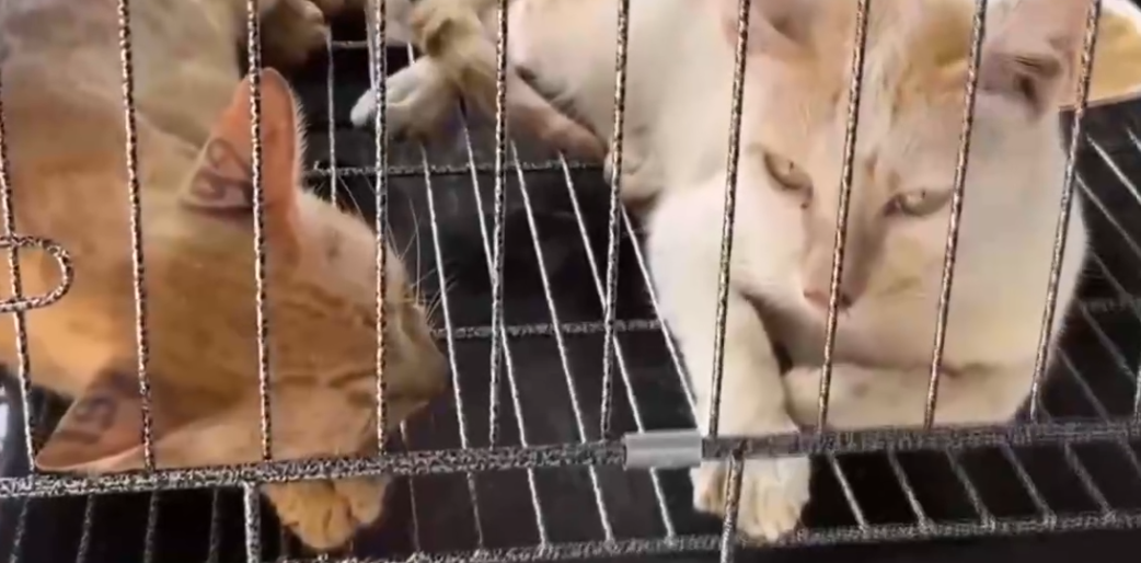 Peste 500 de pisici au fost salvate înainte să fie sacrificate pentru ...